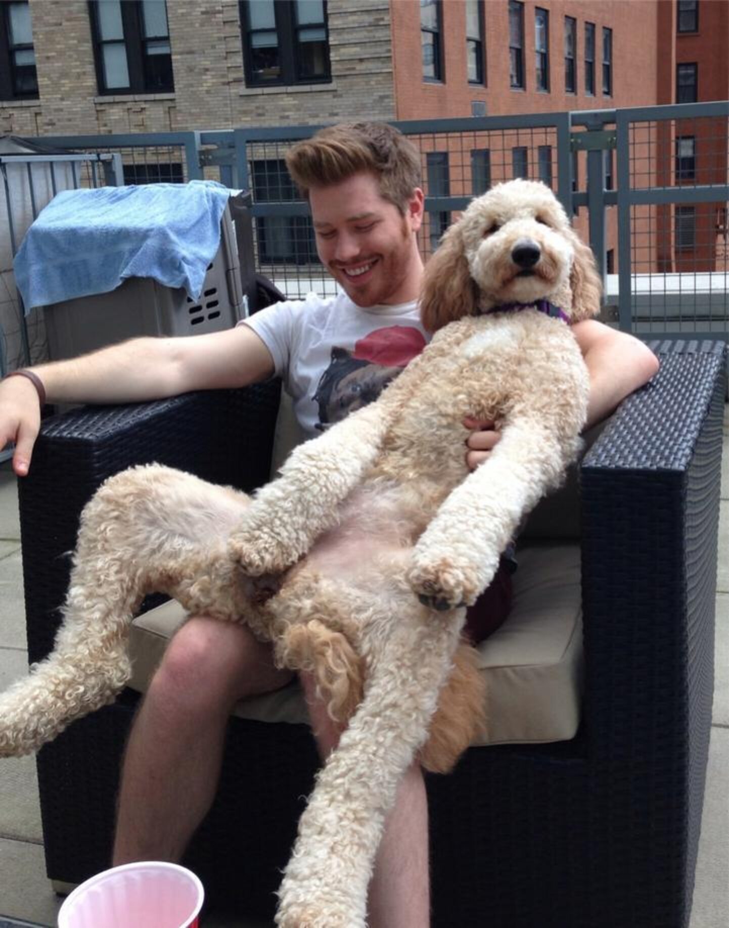 12 Dogs Who Are Convinced They're Humans - The Dodo
