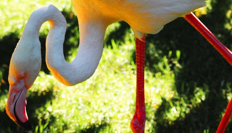 World’s Oldest Flamingo Dies After 80 Years In Captivity - The Dodo