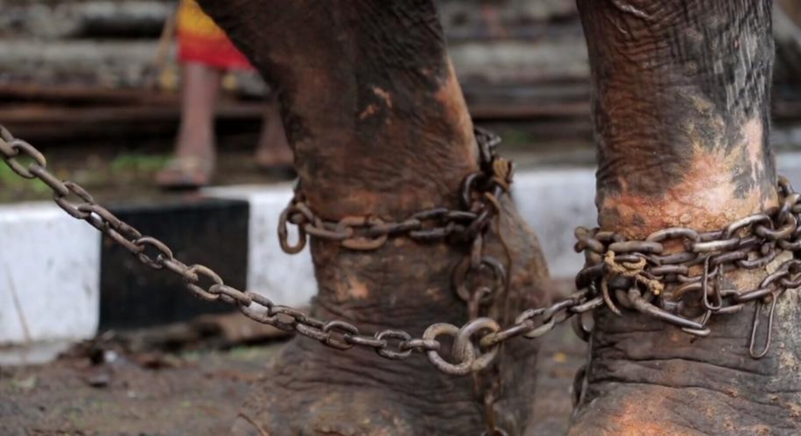 Elephant Beaten And Blinded In The Name Of 'God' - The Dodo