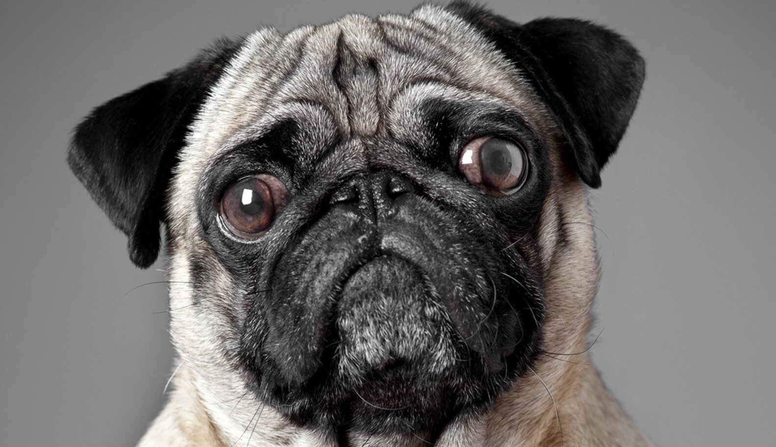 Story Behind The Shot: Photographing Dogs Helped Me Overcome My Fear Of ...