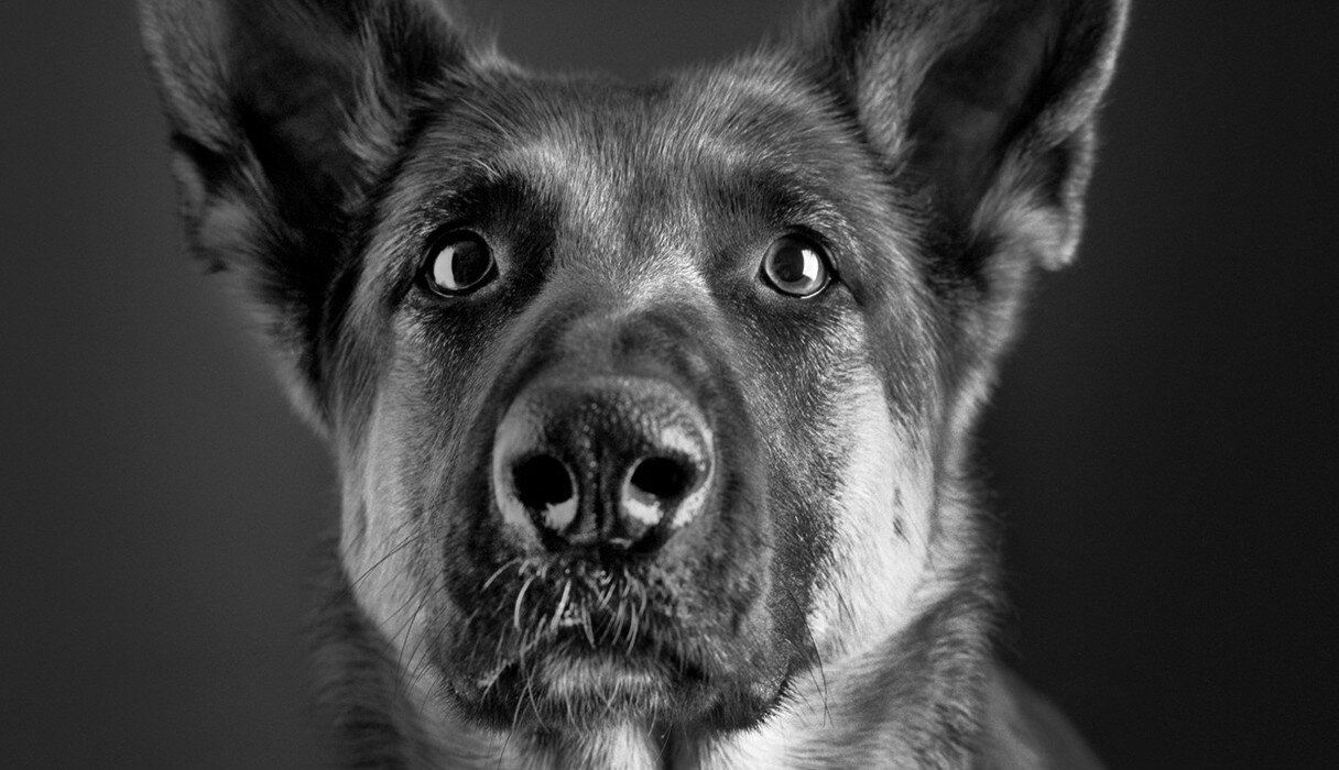 Story Behind The Shot: Photographing Dogs Helped Me Overcome My Fear Of ...