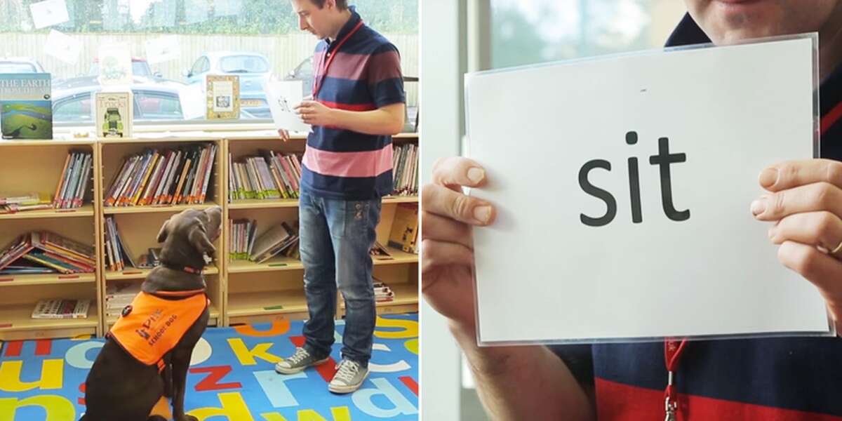 Dog Learns To Read, Teaches Kids That They Can Too - The Dodo