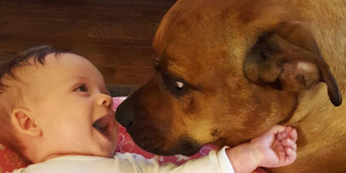 Dog Who Was Born In A Shelter Can't Stop Kissing His New Baby - The Dodo