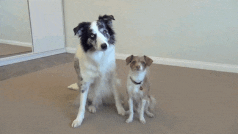 Adoring Dogs Teach You The Perfect Hug ... For Any Relationship - The Dodo