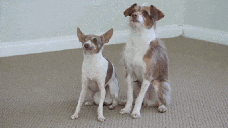 Adoring Dogs Teach You The Perfect Hug ... For Any Relationship - The Dodo