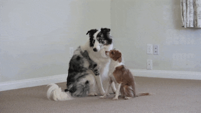 Adoring Dogs Teach You The Perfect Hug ... For Any Relationship - The Dodo