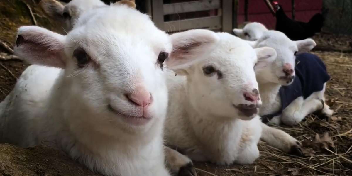 Rescued Lambs Will Never Be Alone Again - The Dodo