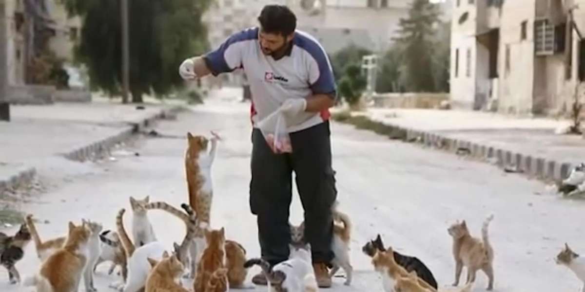 Cat Man Of Aleppo Rebuilds His Sanctuary - Videos - The Dodo