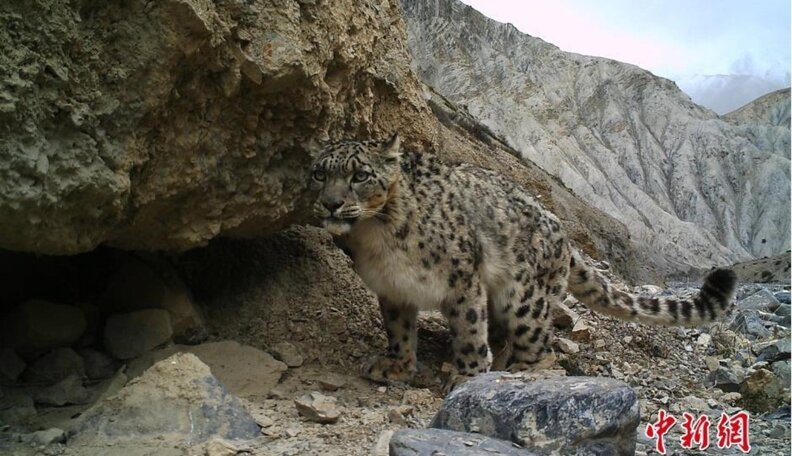 Camera Trap Captures Stunning Photos Of Rare Tibetan Snow Leopard - The ...