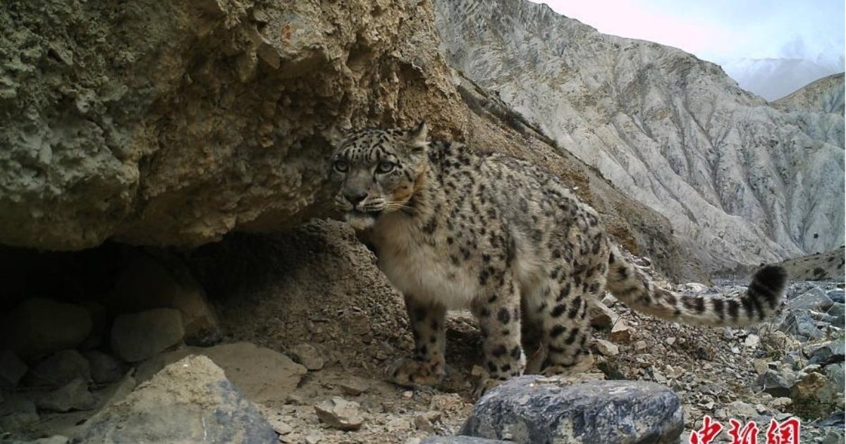 Camera Trap Captures Stunning Photos Of Rare Tibetan Snow Leopard - The ...