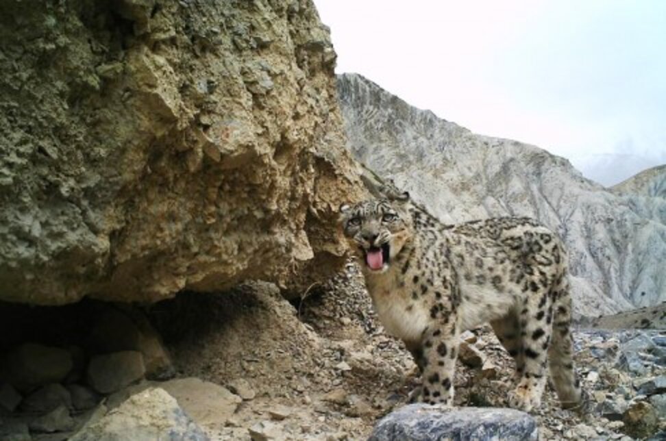 Camera Trap Captures Stunning Photos Of Rare Tibetan Snow Leopard - The ...
