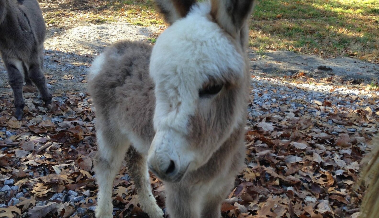 Guys, Lindsay Lohan Was Right: Donkeys ARE Beautiful - The Dodo