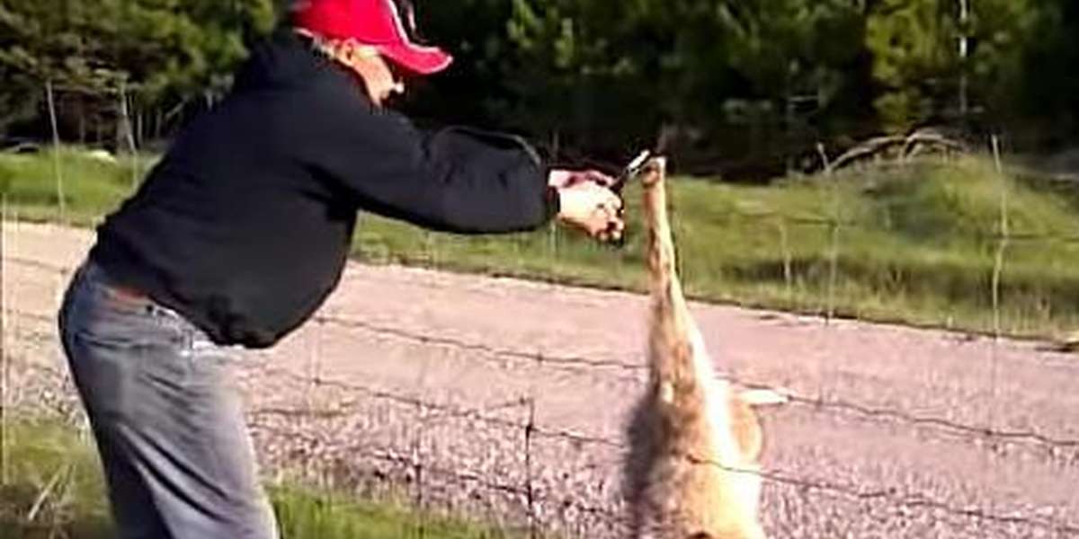Man Stops On Side Of Highway To Free Trapped Wolf - The Dodo