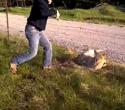 Man Stops On Side Of Highway To Free Trapped Wolf - The Dodo