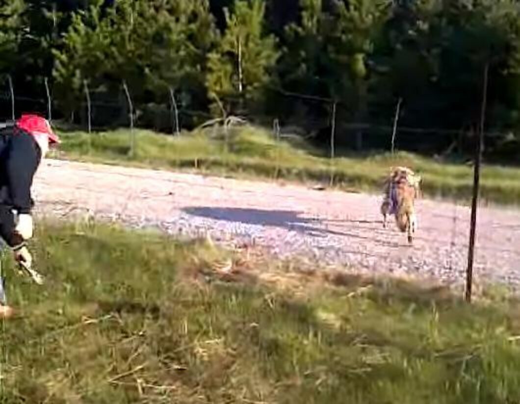 Man Stops On Side Of Highway To Free Trapped Wolf - The Dodo