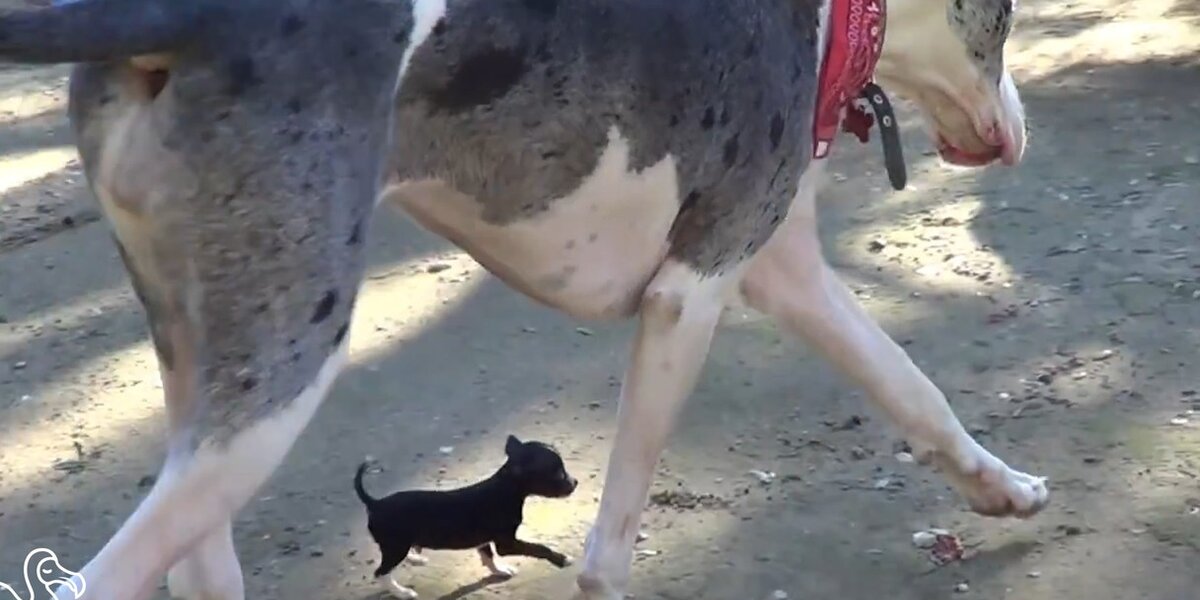 WATCH: Dear Friend, I Look Up To You - The Dodo