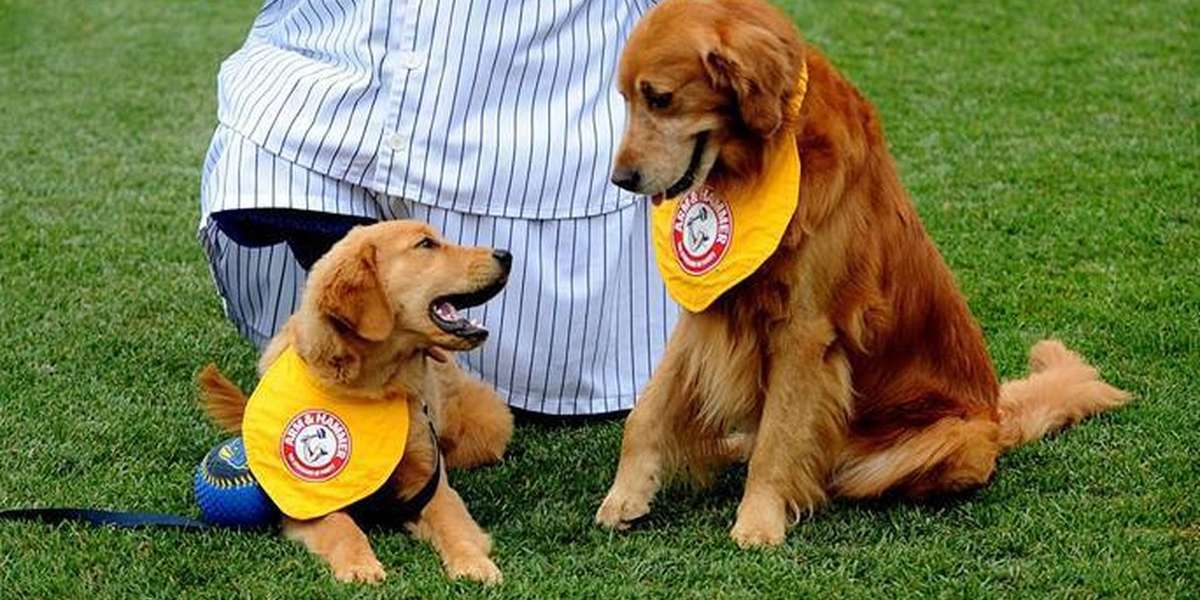 Bat Dogs Are The Best Thing In Baseball - The Dodo