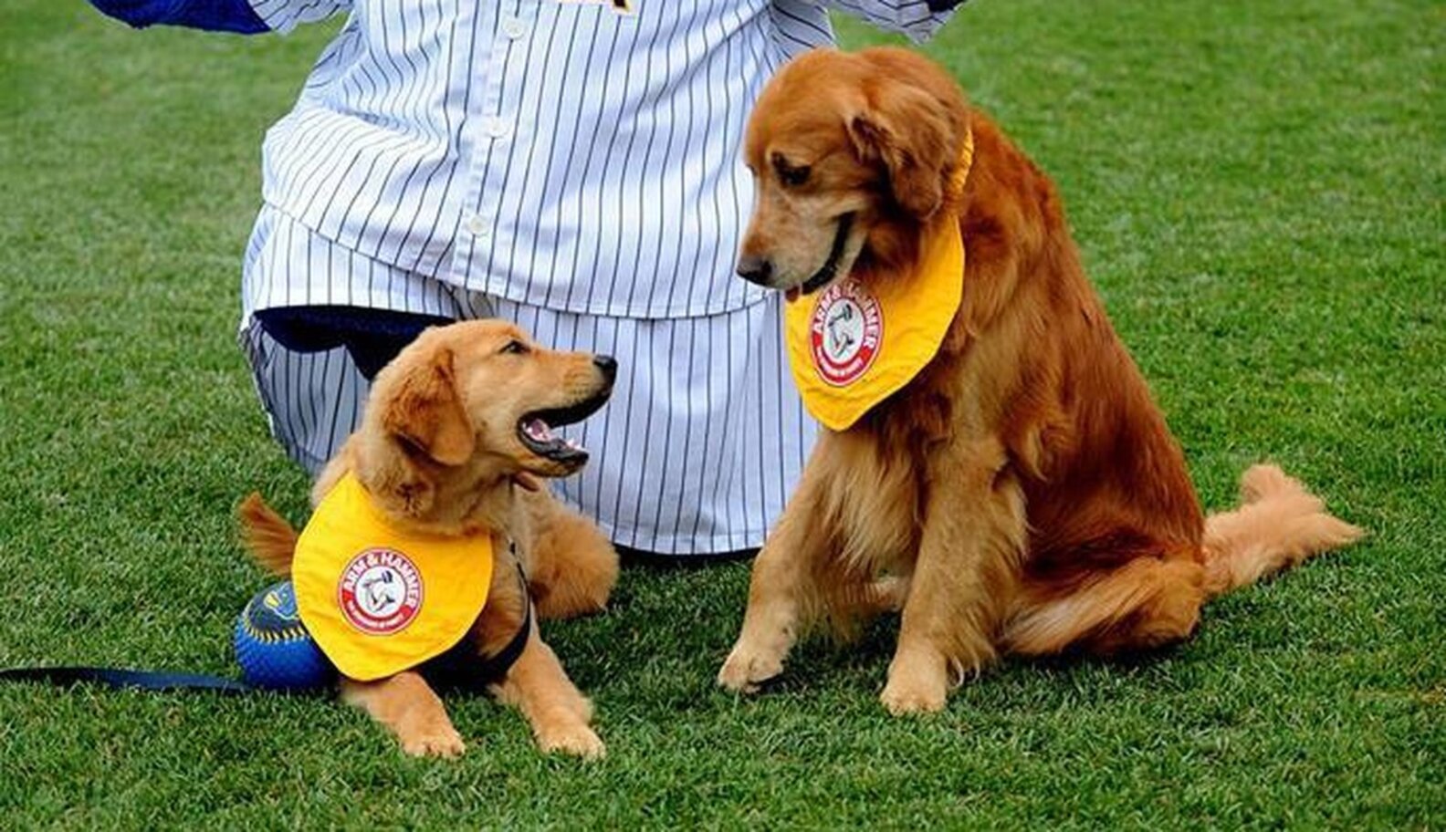 Bat Dogs Are The Best Thing In Baseball - The Dodo