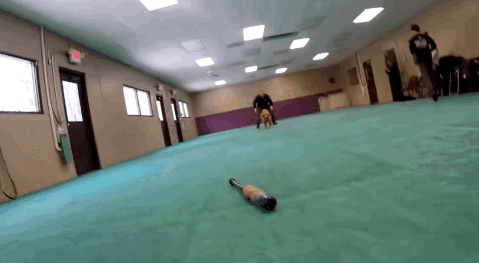 Bat Dogs Are The Best Thing In Baseball - The Dodo