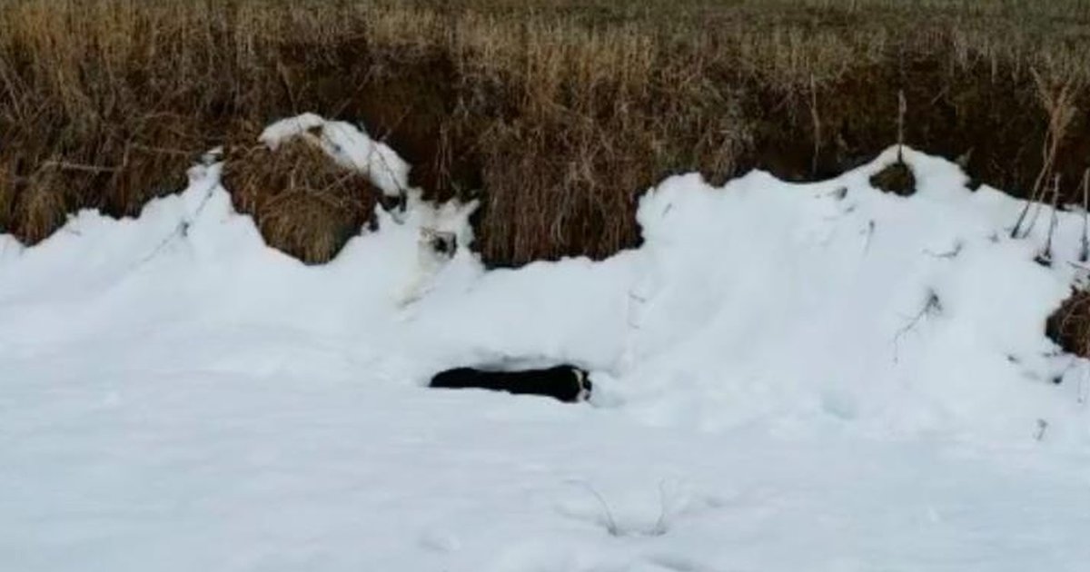 ‘Dead’ Dog Comes Back To Life When He Sees His Owner - The Dodo