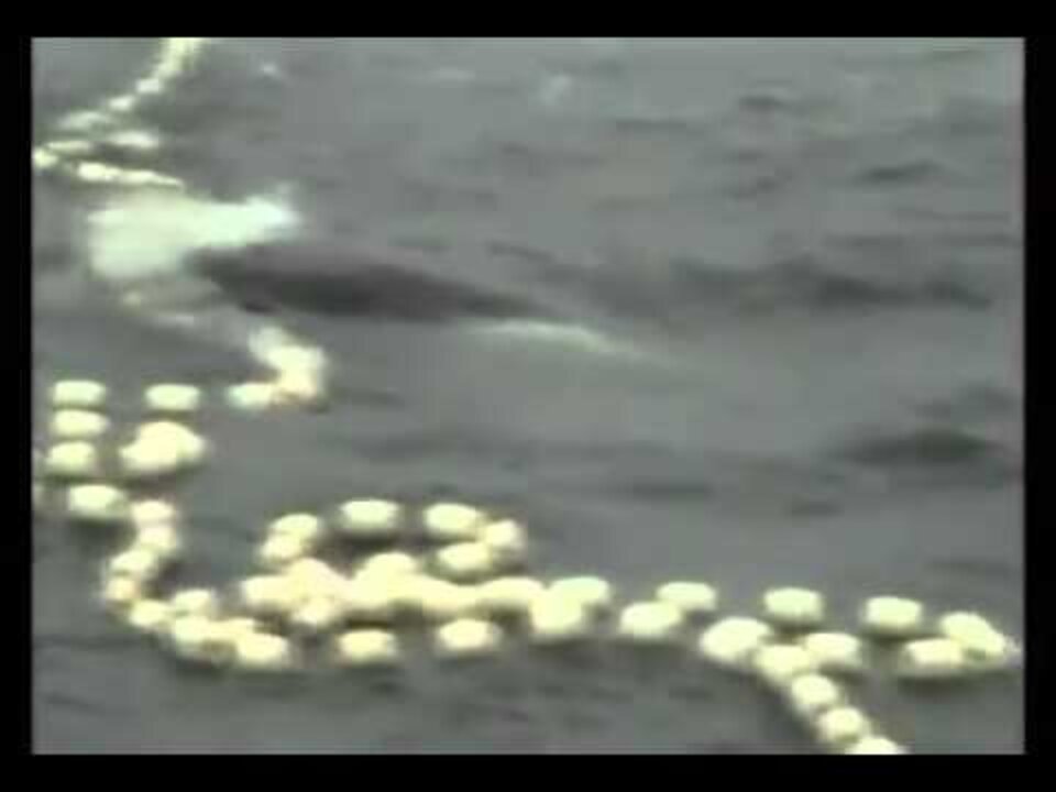 CAPTURE OF RUSSIAN ORCAS. Russia New SeaWorld? - The Dodo