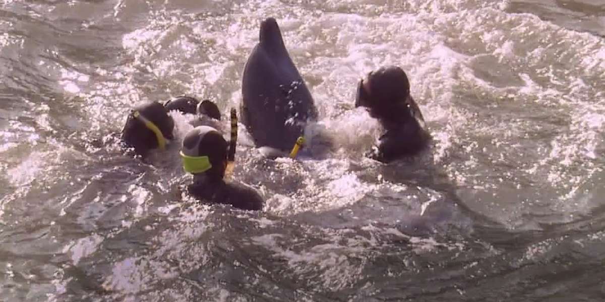 Japan’s Dolphin Hunt Just Started Again - The Dodo