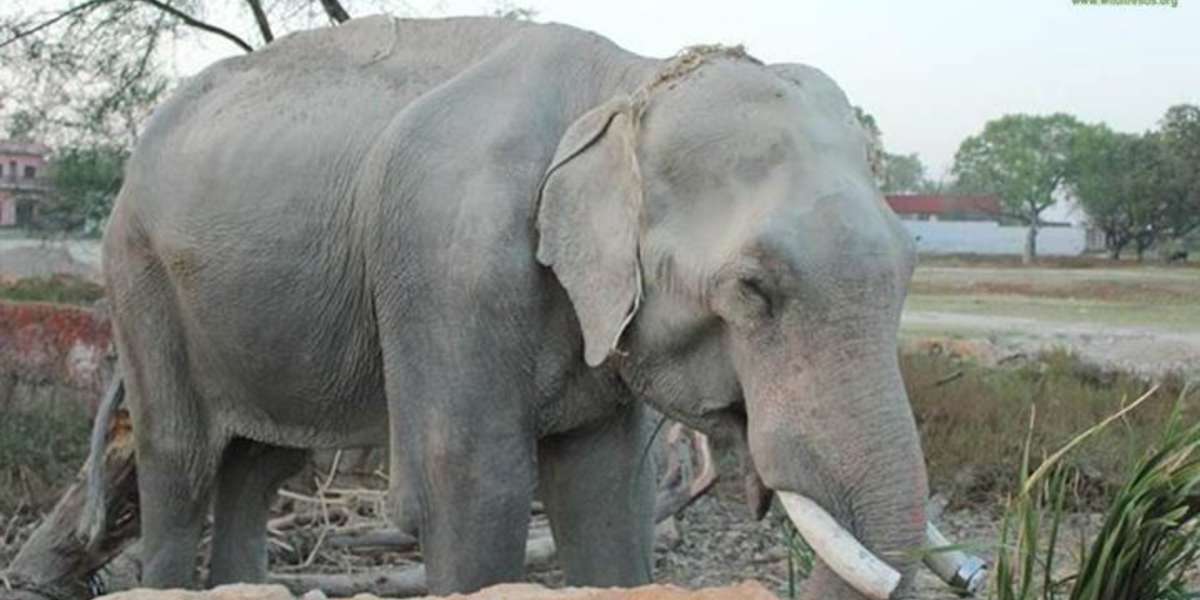 Elephant Chained For 50 Years Waits As Angry Mob Blocks His Freedom ...