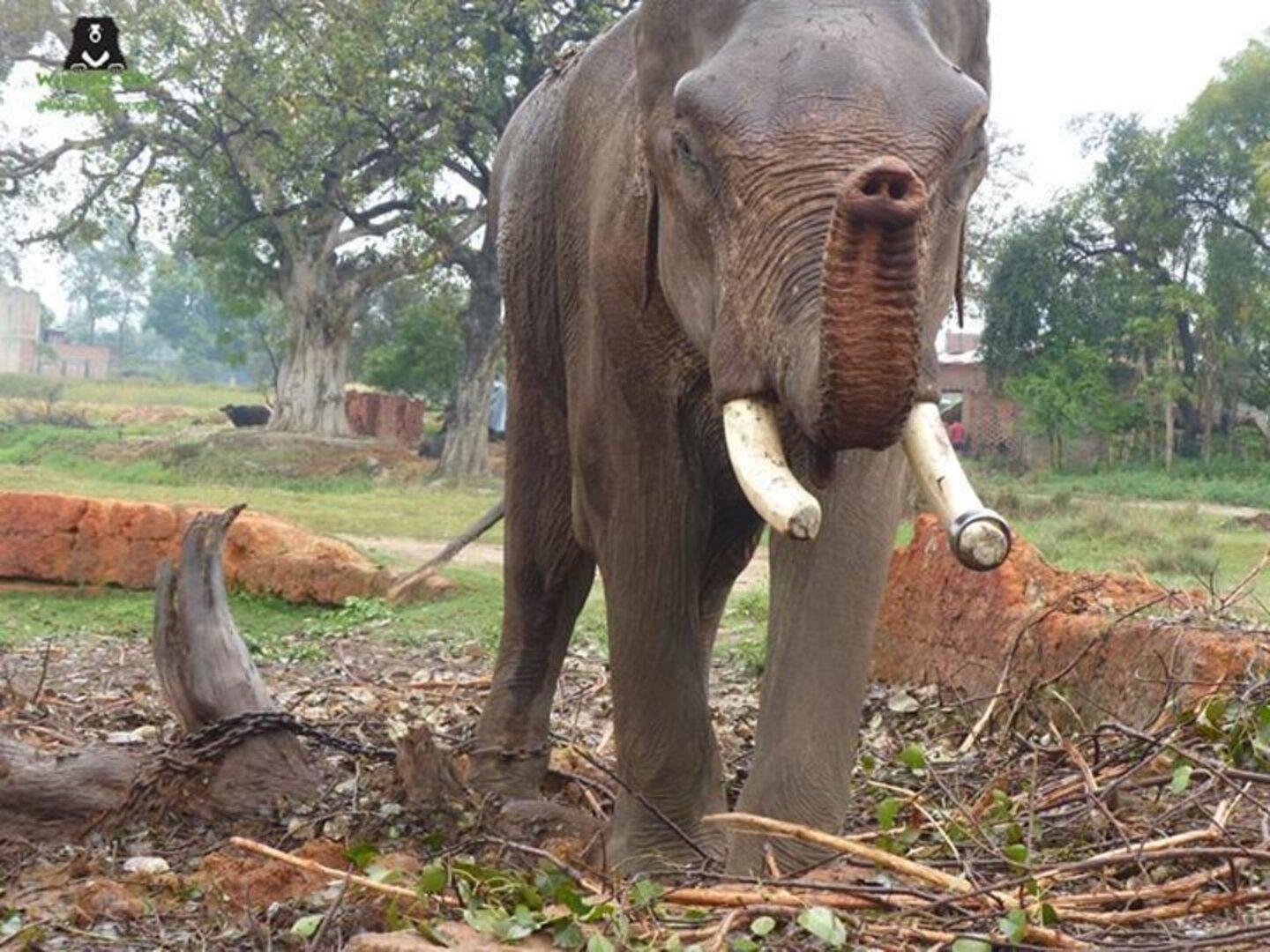 Elephant Chained For 50 Years Waits As Angry Mob Blocks His Freedom ...