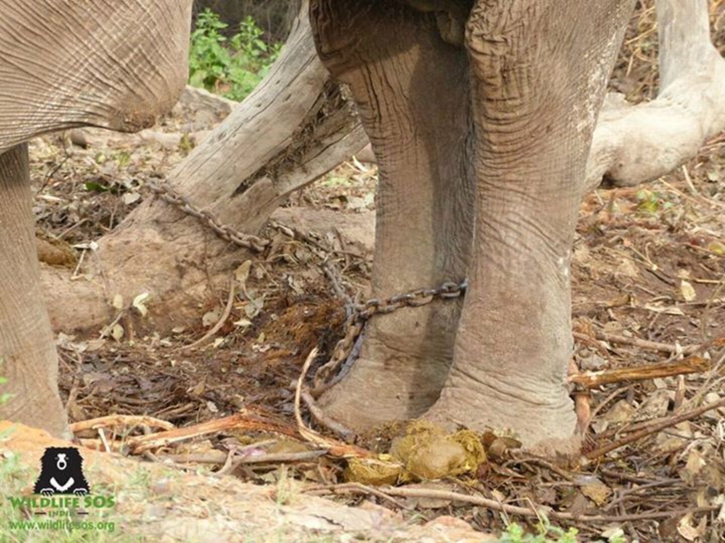 Elephant Chained For 50 Years Waits As Angry Mob Blocks His Freedom ...