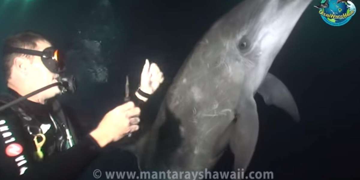Dolphin Entangled In Fishing Line 'Asks' Divers For Help - The Dodo