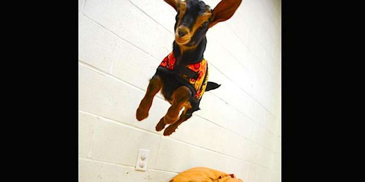 Bouncy Baby Goats Captured At The Perfect Mid-Air Moment - The Dodo
