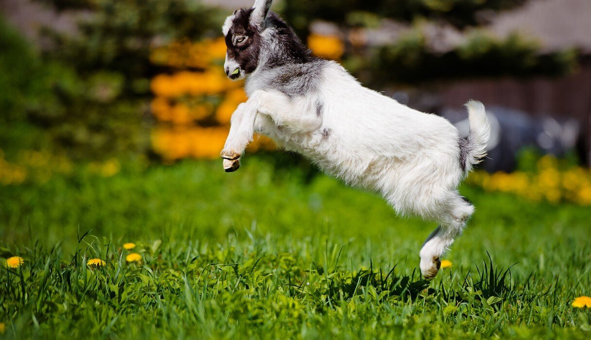 Bouncy Baby Goats Captured At The Perfect Mid-Air Moment - The Dodo
