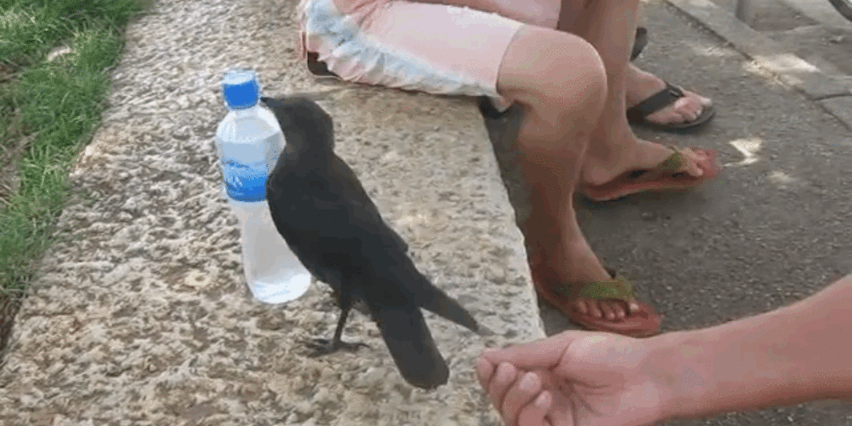 Clever Crow Figures Out How To Get Free Water -- Just Ask - The Dodo