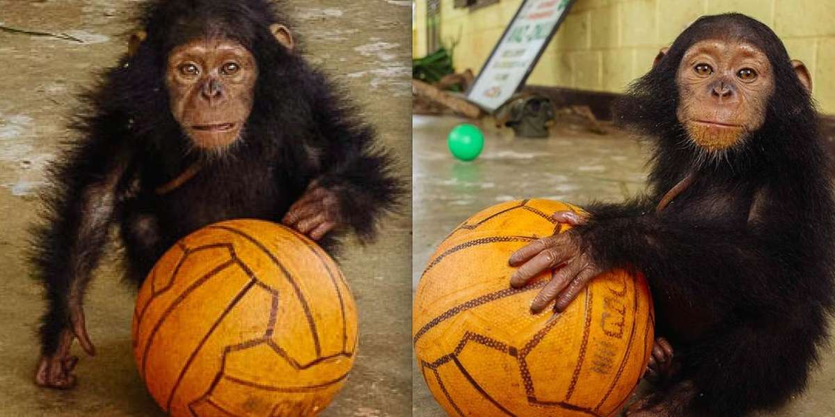 Chimp Who Lost Her Family Adopts A Ball As Her Security Blanket - The Dodo