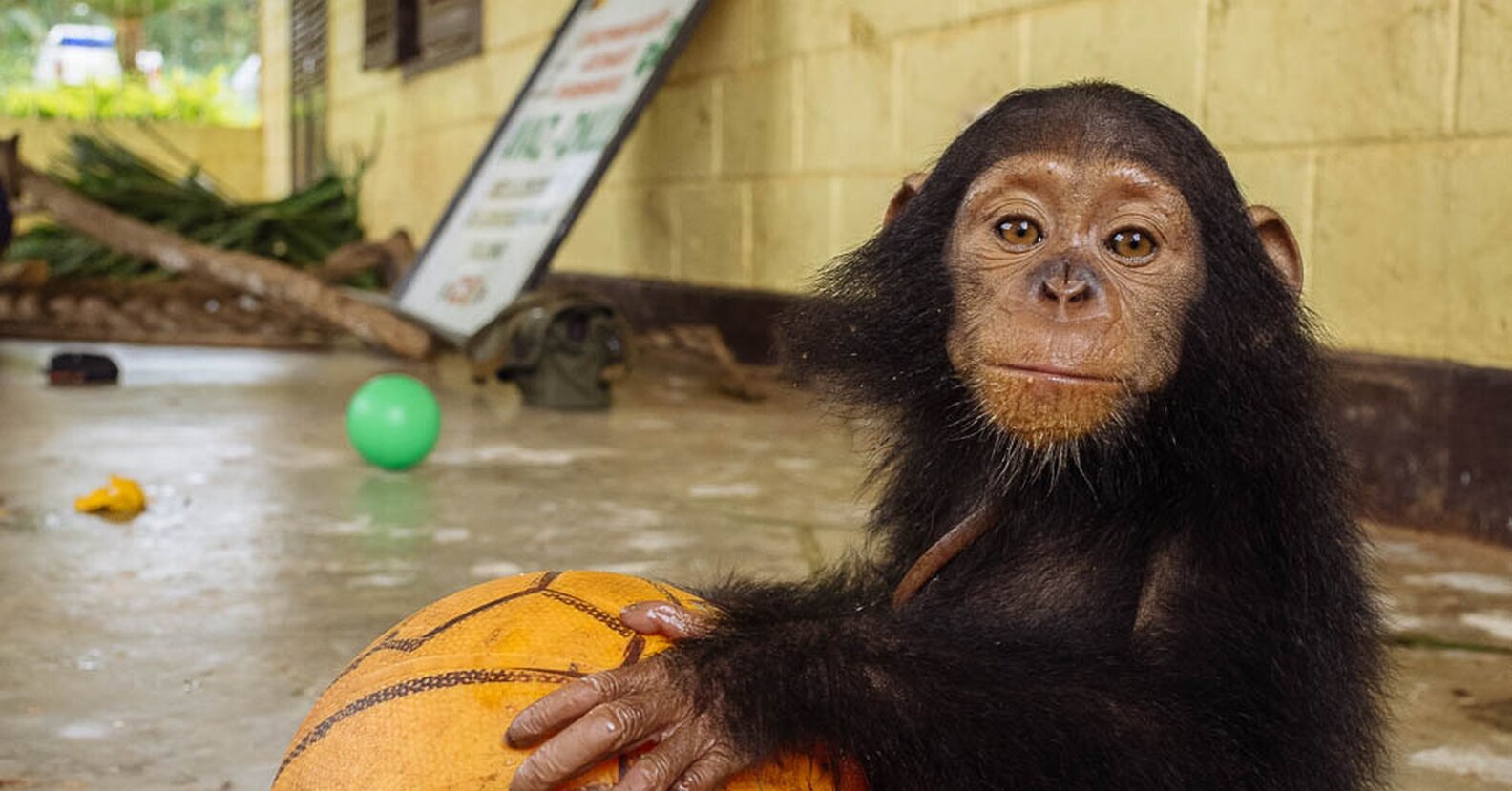 Chimp Who Lost Her Family Adopts A Ball As Her Security Blanket - The Dodo