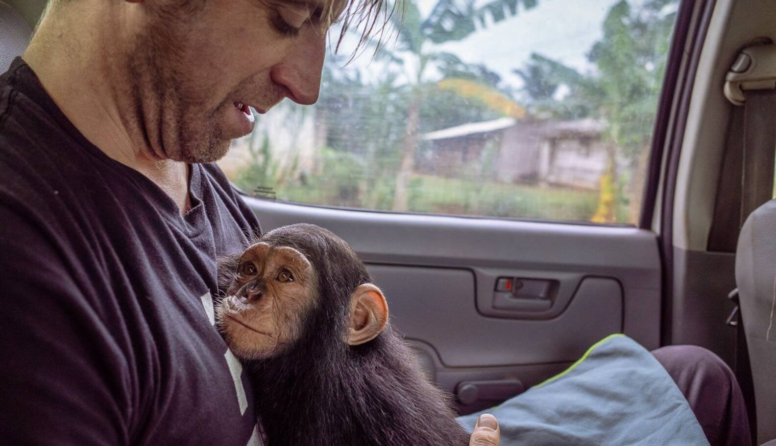 Chimp Who Lost Her Family Adopts A Ball As Her Security Blanket - The Dodo