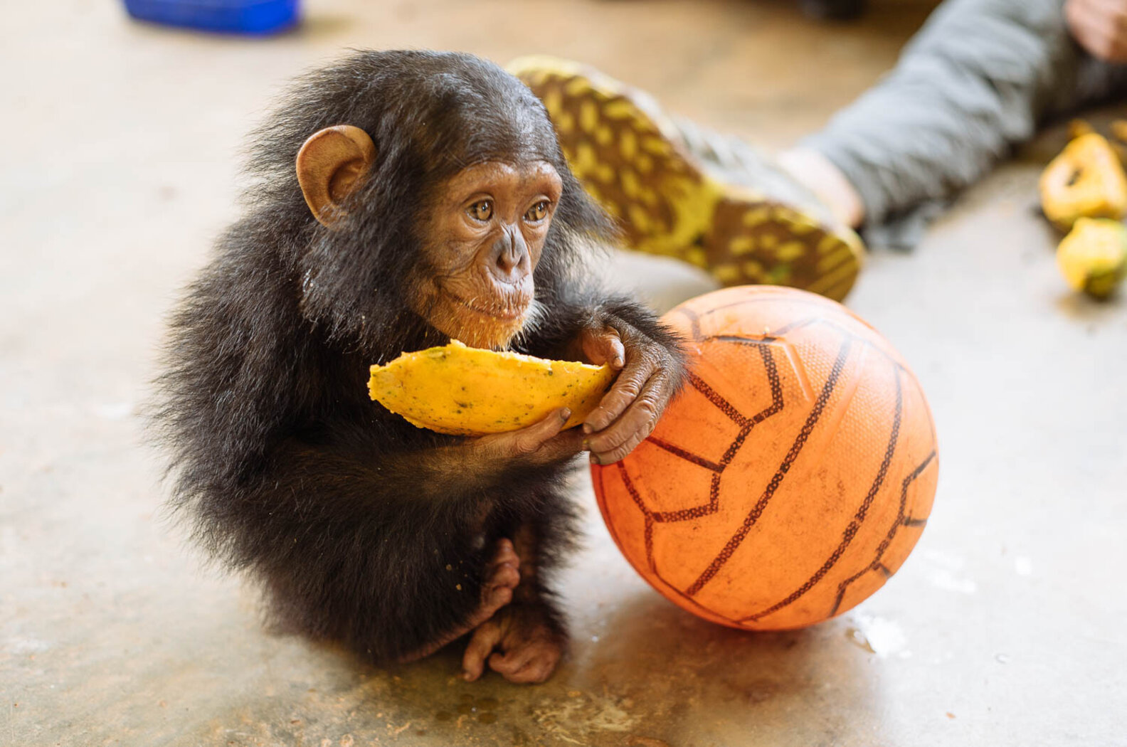 Chimp Who Lost Her Family Adopts A Ball As Her Security Blanket - The Dodo
