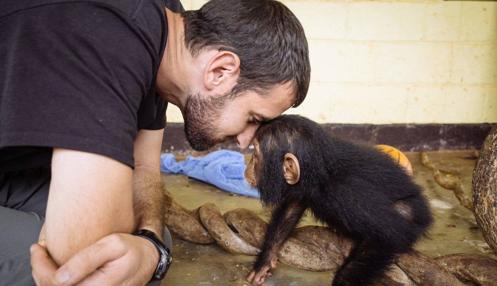Chimp Who Lost Her Family Adopts A Ball As Her Security Blanket - The Dodo
