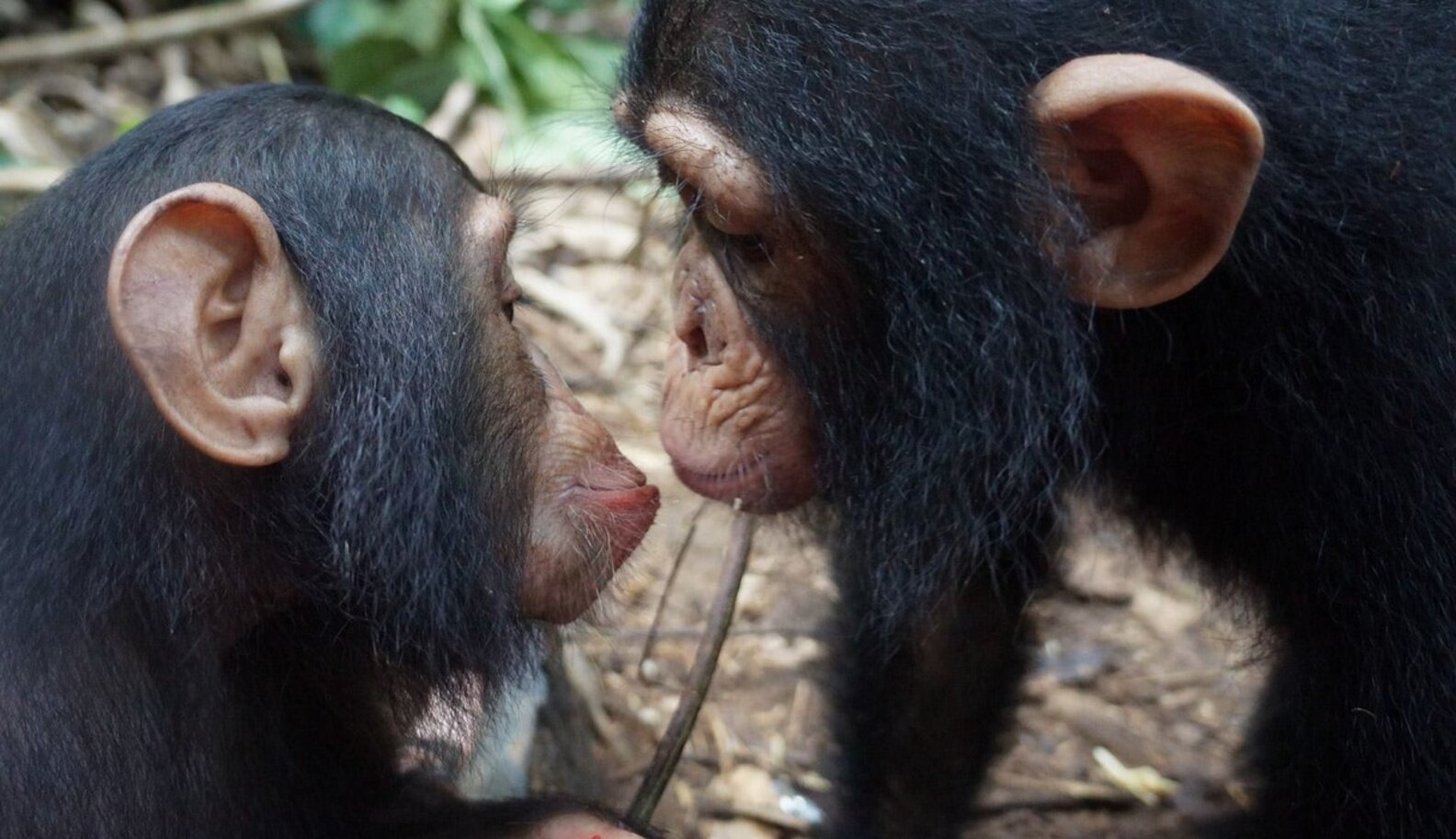 Chimp Who Lost Her Family Adopts A Ball As Her Security Blanket - The Dodo