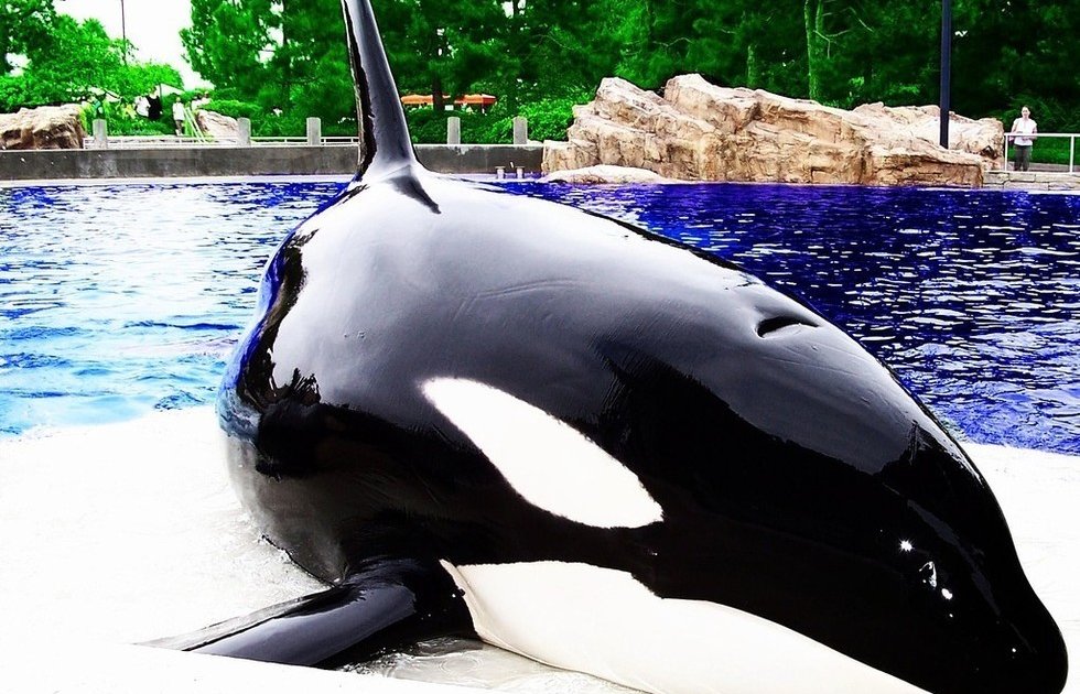 More Artists Pushed To Boycott SeaWorld - The Dodo