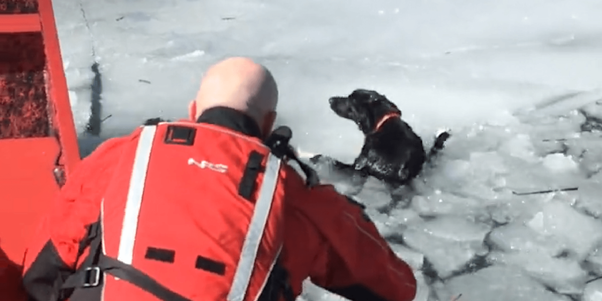 Meet The Heroes Who Saved Dogs Trapped In Freezing Water - The Dodo