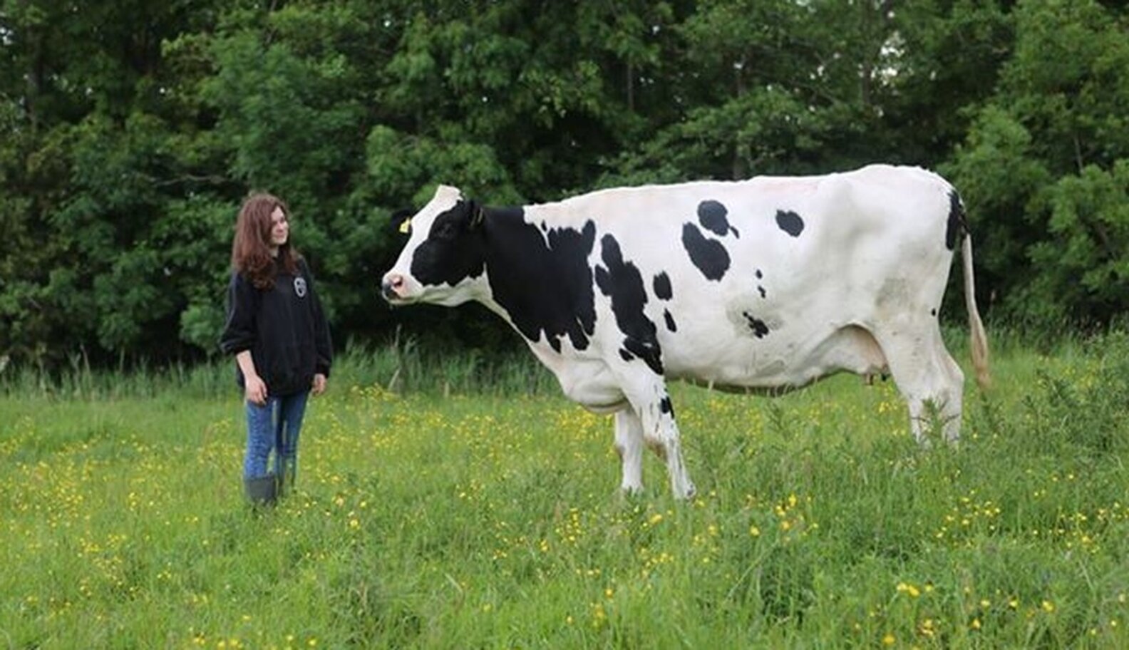 Farmer's Daughter Says Tearful Goodbye To Beloved Cow - The Dodo