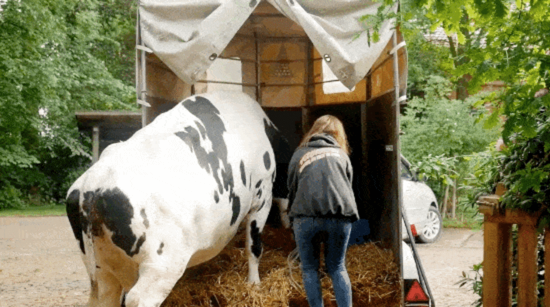 Farmer's Daughter Says Tearful Goodbye To Beloved Cow - The Dodo