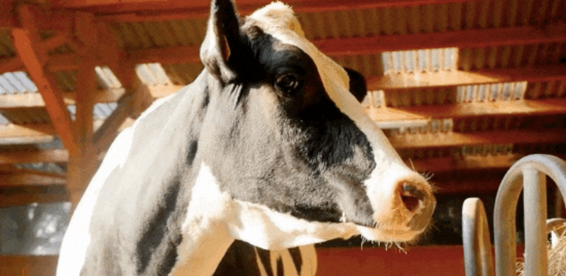 Farmer's Daughter Says Tearful Goodbye To Beloved Cow - The Dodo