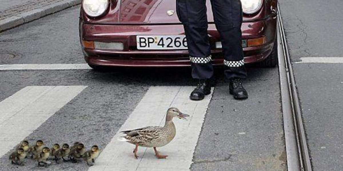 15 Animals Who Literally Crossed The Road - The Dodo