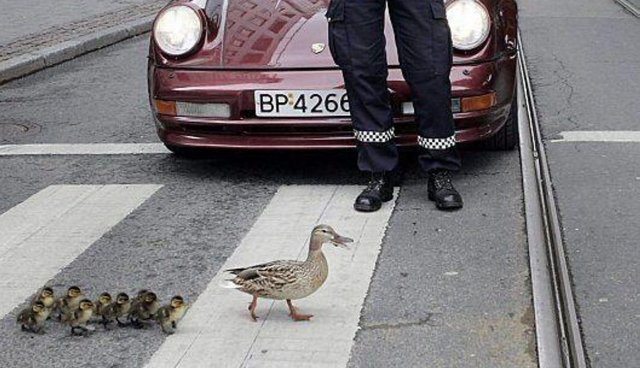 15 Animals Who Literally Crossed The Road - The Dodo