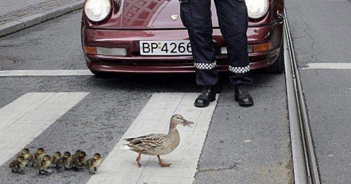 15 Animals Who Literally Crossed The Road - The Dodo