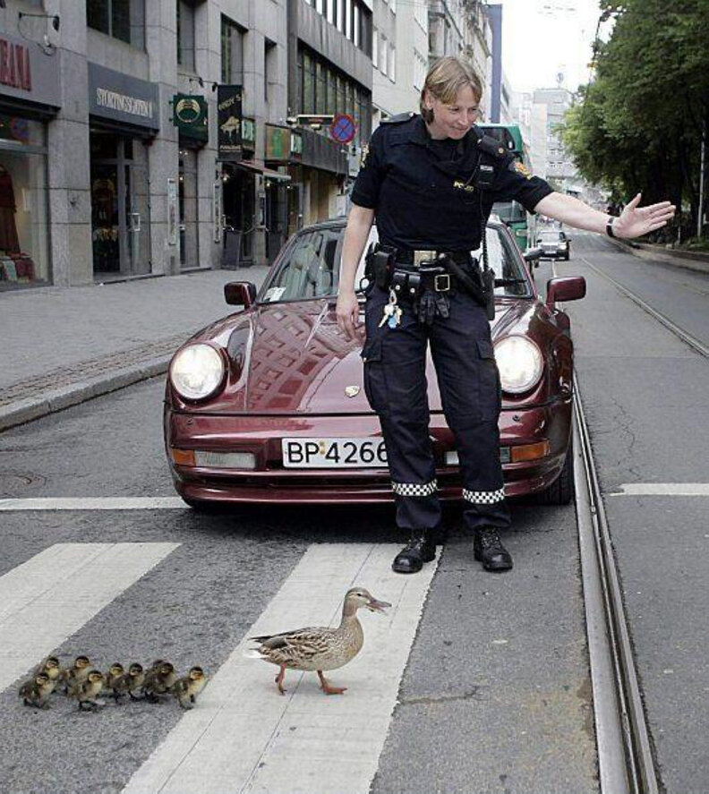 15 Animals Who Literally Crossed The Road - The Dodo