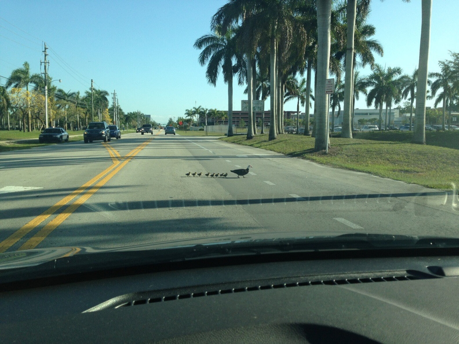 15 Animals Who Literally Crossed The Road - The Dodo