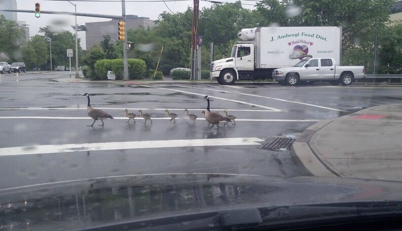 15 Animals Who Literally Crossed The Road - The Dodo
